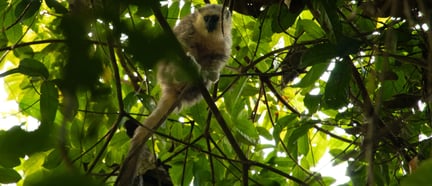 Calendário 2024 - Todo dia é animal