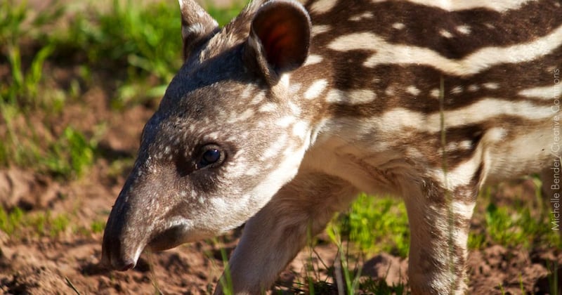 5 motivos por que ser chamado de “anta” é elogio