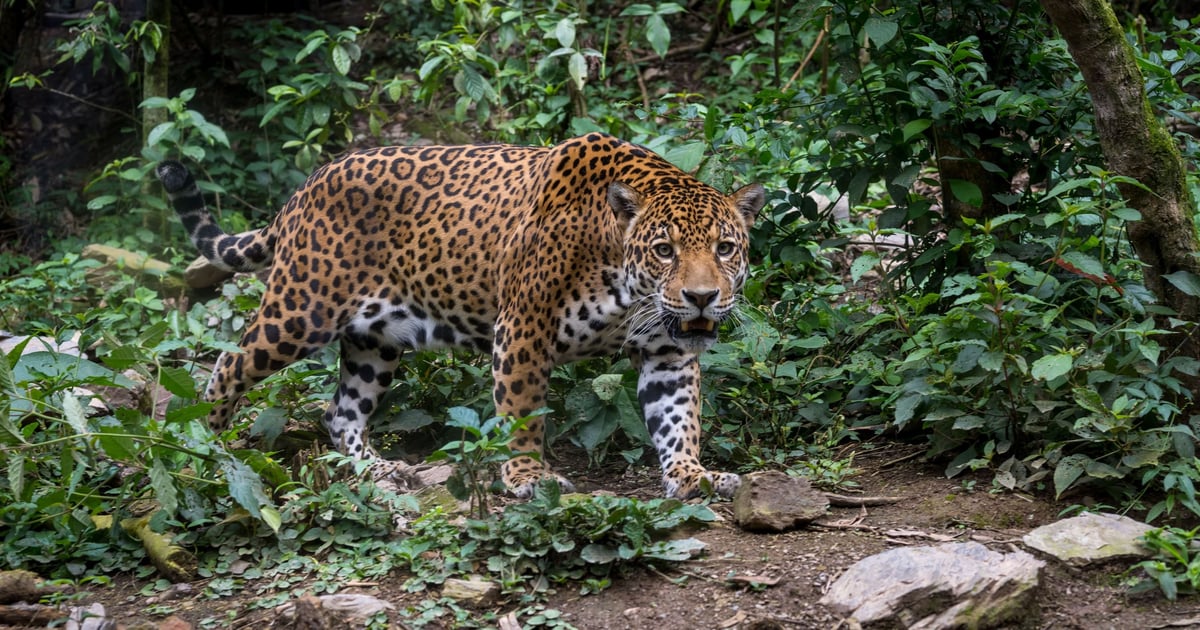 Onça-pintada: por que é vital para as florestas e como ajudar