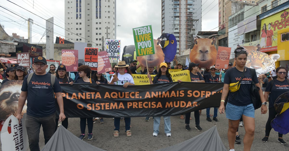 COP30 em Belém, o que conquistamos para os animais e por que isso importa