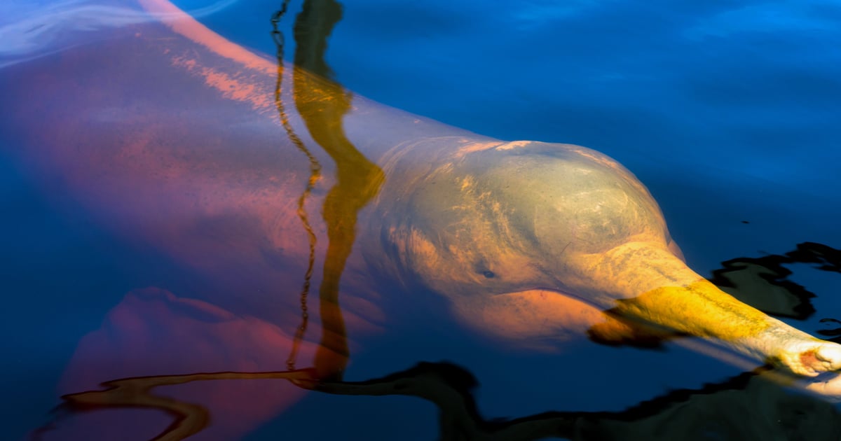 Boto-cor-de-rosa: habitat, ameaças e como proteger