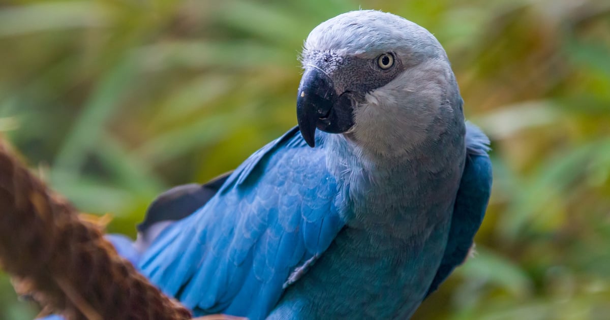 Ararinha-azul (Cyanopsitta spixii)