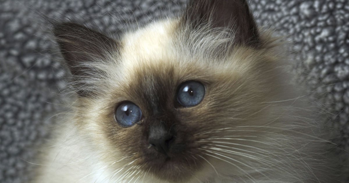 FIV e FeLV: entenda as doenças felinas | Diagnóstico e cuidados
