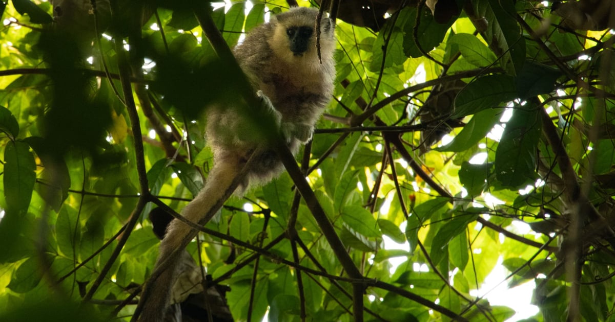 Zogue-Zogue (Plecturocebus vieirai)