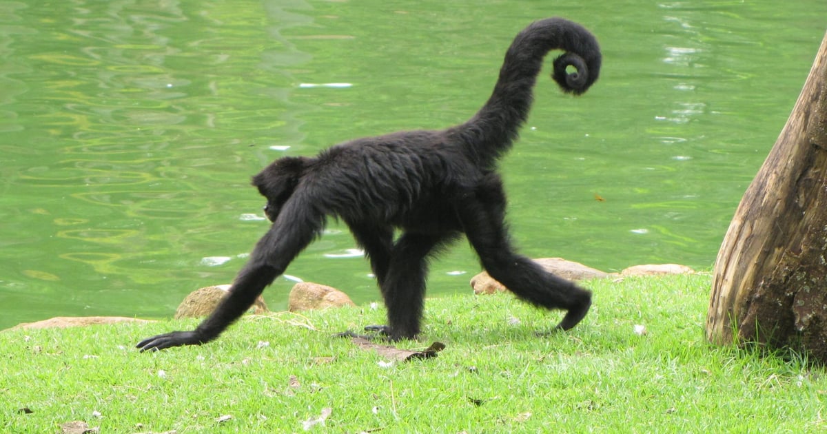 Cara De Macaco Macaco Prego De Cara Branca Images – Browse 372 Stock