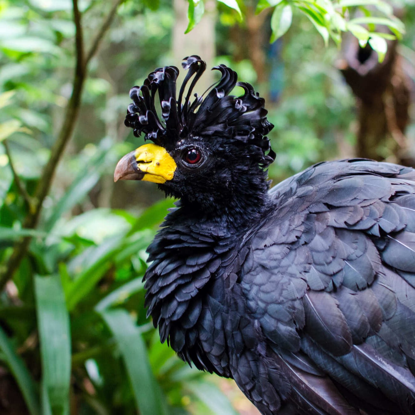 Mutum-de-penacho (Crax fasciolata)