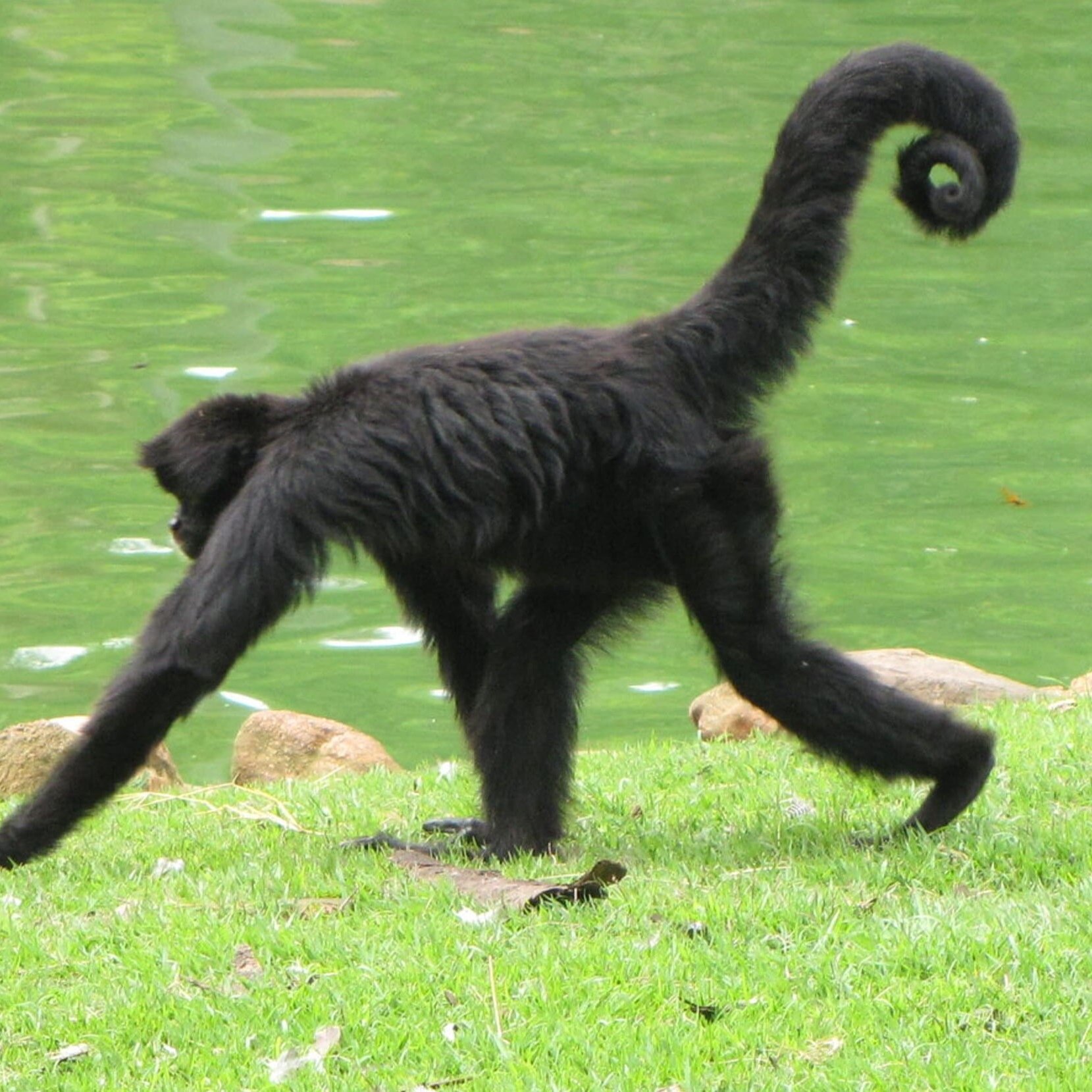 Macaco Aranha Adulto Macaco Aranha De Cara Preta (Ateles Fusciceps)