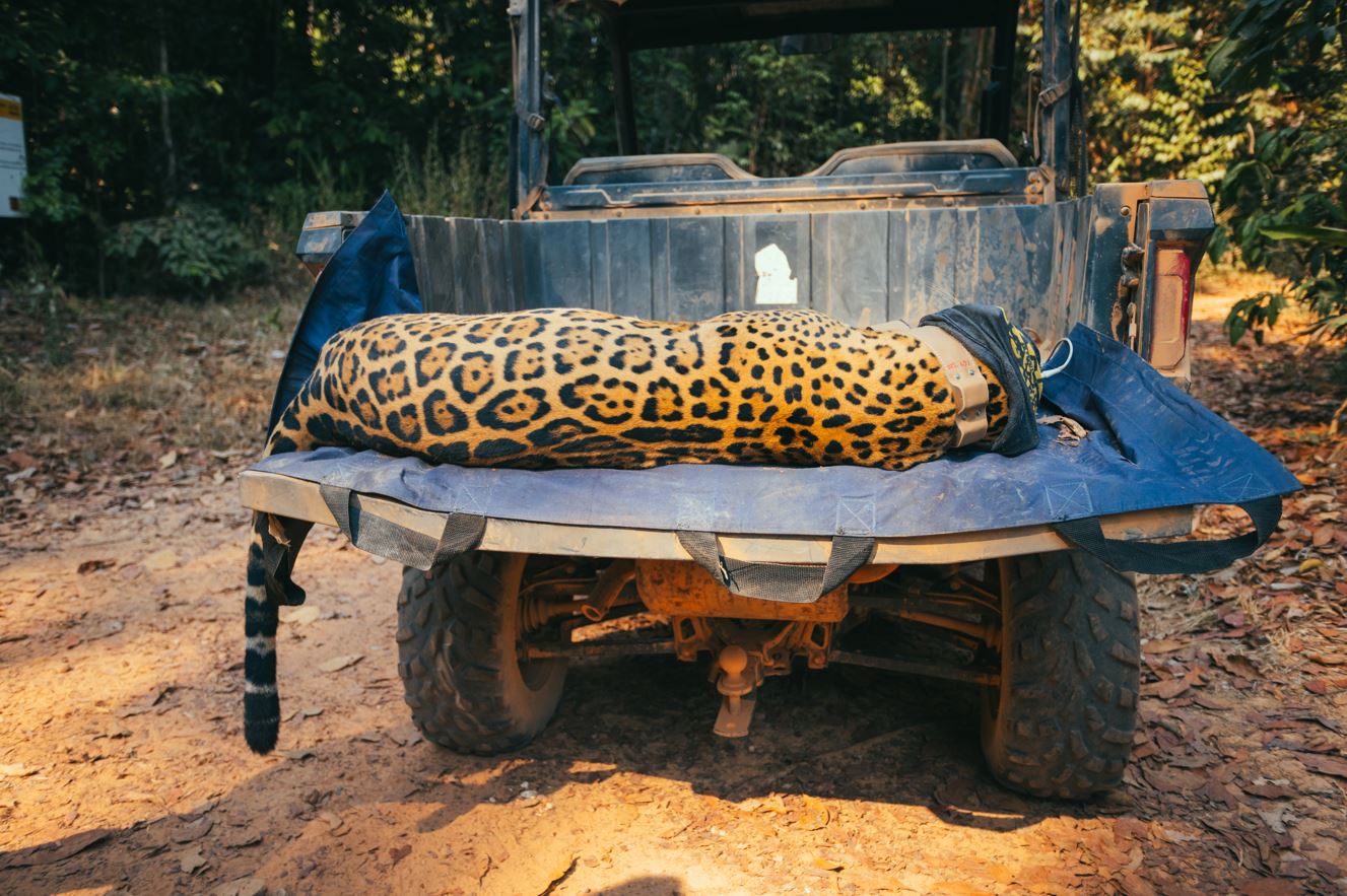 Acordo de Cooperação para apoio aos Cetas é celebrado com o Ibama